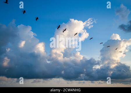 Brown Pelicans flying in formation Stock Photo - Alamy