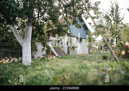 Old apple trees in a small orchard Stock Photo - Alamy