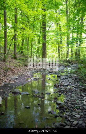 Full frame photo of green trees in summer season Stock Photo - Alamy