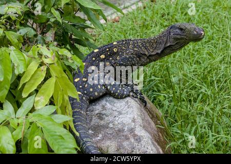 Salvadori's monitor is one of the longest lizards in the world It is an ...