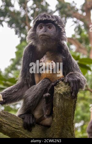 Female Javan Lutung (Trachypithecus auratus) seen in profile Stock ...
