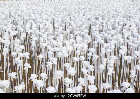 White plastic LED flowers during daytime at a local cafe in Cebu Stock ...