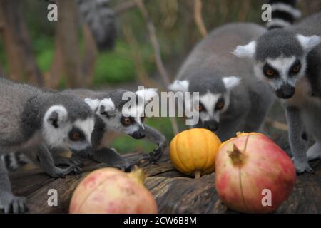 Animals enjoy food for Mid-Autumn Festival at a zoo in Nantong City ...