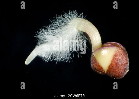 A germinating cabbage seed with root developing with root hairs on soil ...
