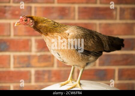 An Australian Game chicken breed Stock Photo - Alamy