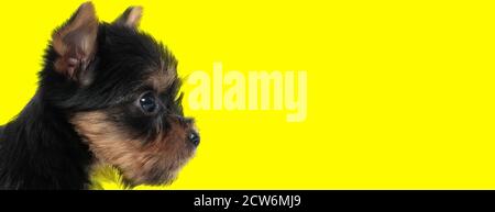 Dutiful Yorkshire Terrier looking forward on yellow studio background ...