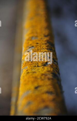 The color yellow, associated with amusement and envy Stock Photo - Alamy