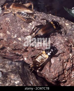 European Field Cricket (Gryllus campestris Stock Photo - Alamy