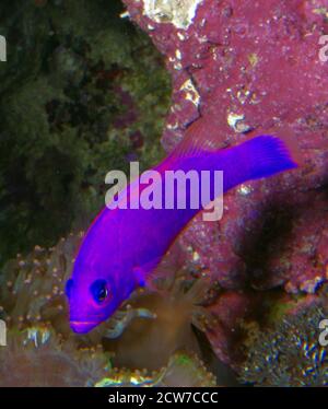 Magenta dottyback (Pseudochromis porphyreus) fish swimming underwater ...