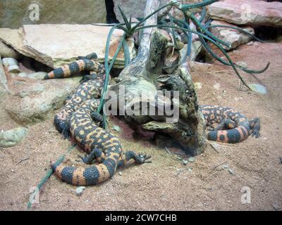 Gila Monster. Species: suspectum,Genus: Heloderma,Family ...