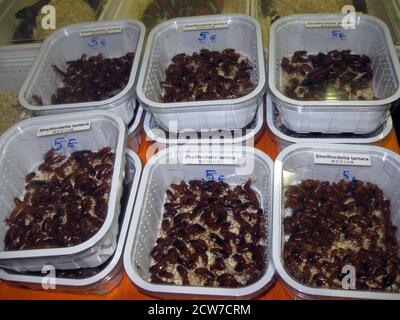 Turkestan cockroach (Blatta lateralis), also known as the rusty red ...