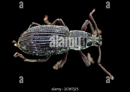 A close-up of a black weevil captured on August 12, 2020, as part of ...