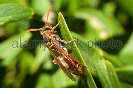 Australian Paper Wasps (Polistes humilis) building a mud nest on a ...
