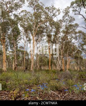 Mallee woodlands of eucalyptus trees in Wandoo National Park in Perth ...