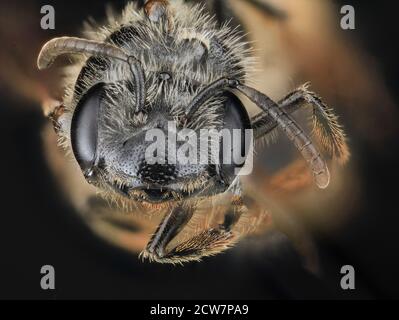 A close-up image of Andrena robertsonii, a species of bee, captured in ...