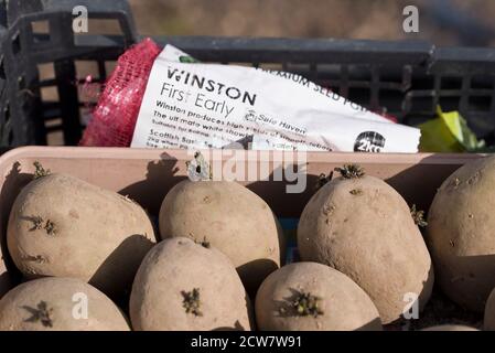 Winston first early seed potatoes Stock Photo - Alamy