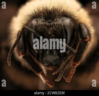 The image captures a close-up of Bombus perplexus, a species of ...