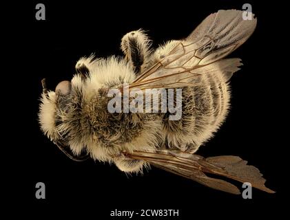 A close-up image of a male Diadasia rinconis from Pima County, Arizona ...