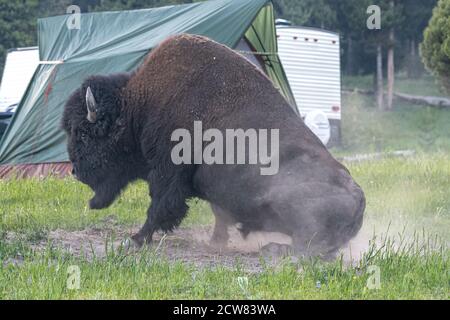 American Bison (Bison bison) rolling in Sand in the Evening on Bridge ...