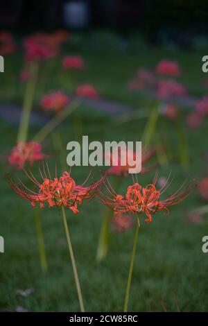 Red lycoris radiata on greed grass Stock Photo - Alamy