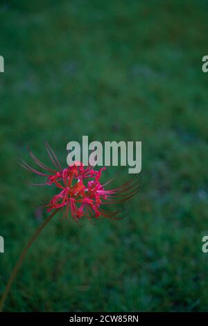 Red lycoris radiata on greed grass Stock Photo - Alamy