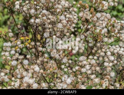 Masses of seed heads / seeds of Common Ragwort / Jacobaea vulgaris syn ...
