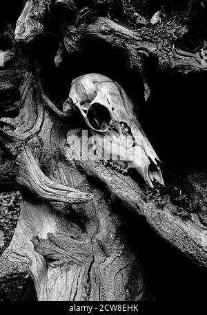 Animal skull on stump Stock Photo - Alamy