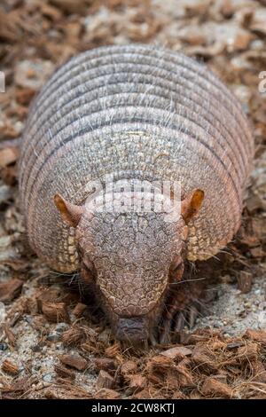 Screaming hairy armadillo / small screaming armadillo (Chaetophractus vellerosus), burrowing ...