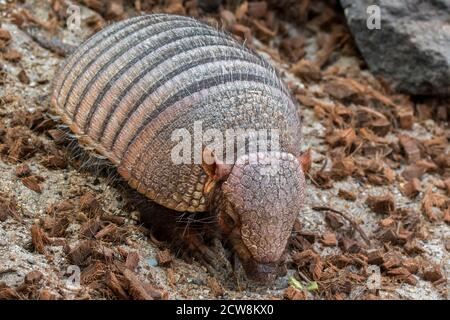 Screaming hairy armadillo / small screaming armadillo (Chaetophractus vellerosus), burrowing ...