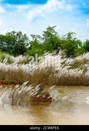 Kans grass/ Kash phool with Pond in Rural India. Selective Focus used ...