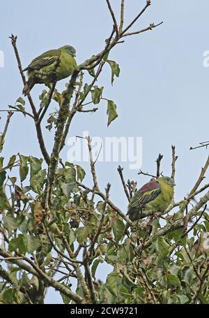 Grey-cheeked Green-pigeon (Treron griseicauda griseicauda) adult male ...