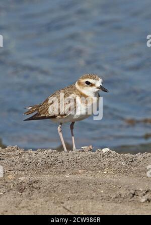 Javan Plover (Charadrius javanicus) adult female on bank of shrip ponds ...