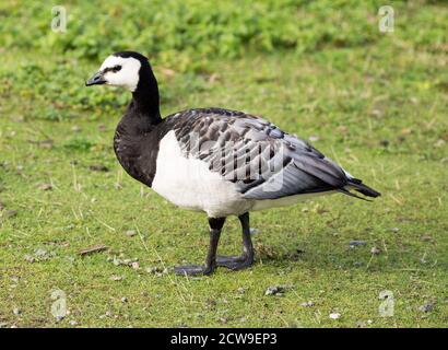 Closeup of a standing barnacle goose Stock Photo - Alamy