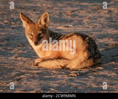 Jackal sits on the sand, looking at photographer in Namibia Stock Photo ...
