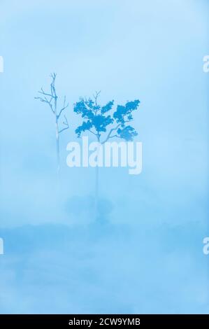 Half dead and alive tree outdoors. Conceptual photo depicting Earth ...