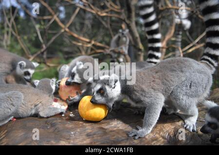 Animals enjoy food for Mid-Autumn Festival at a zoo in Nantong City ...