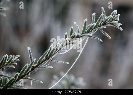 Yew tree in winter Stock Photo - Alamy