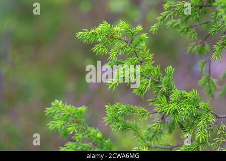 A juniper bush in a boreal forest taiga Stock Photo - Alamy
