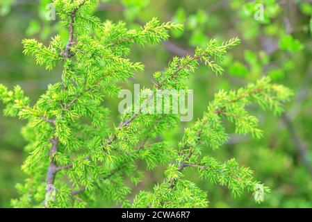 A juniper bush in a boreal forest taiga Stock Photo - Alamy