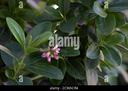 redclaws (Escallonia rubra Stock Photo - Alamy