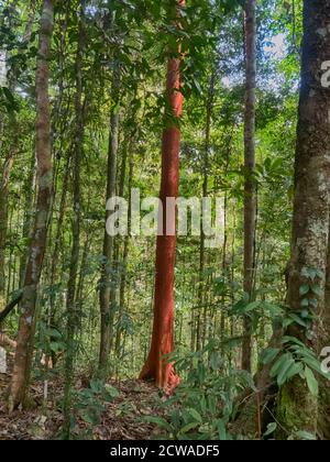 Jungle with trees with orange bark in West Papua, Indonesia, Bird's ...