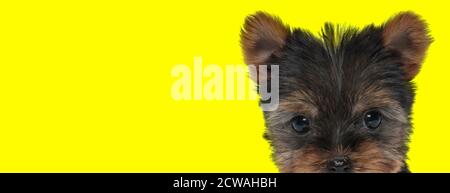 Dutiful Yorkshire Terrier looking forward on yellow studio background ...