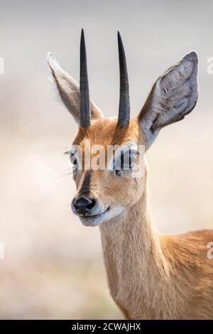 Steenbok (Raphicerus campestris), adult male feeding on leaves ...