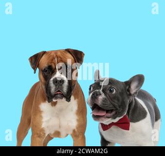 Tough French Bulldog cub wearing sunglasses on yellow studio background ...