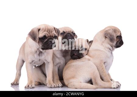 team of four pugs sitting and standing, looking up and to side ...