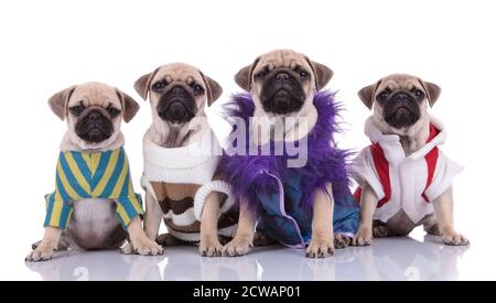 team of pugs wearing costumes and sitting isolated on white background ...