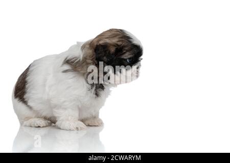 Side view of Shih Tzu cub curiously looking forward while sitting on ...