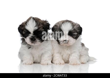 Two dutiful Shih Tzu cubs looking forward while sitting on white studio ...
