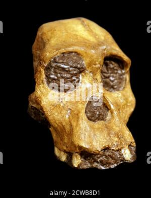 Australopithecus Sediba Skull