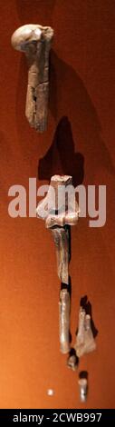 Fossil of an ancient Australopithecus afarensis referred to as Lucy ...